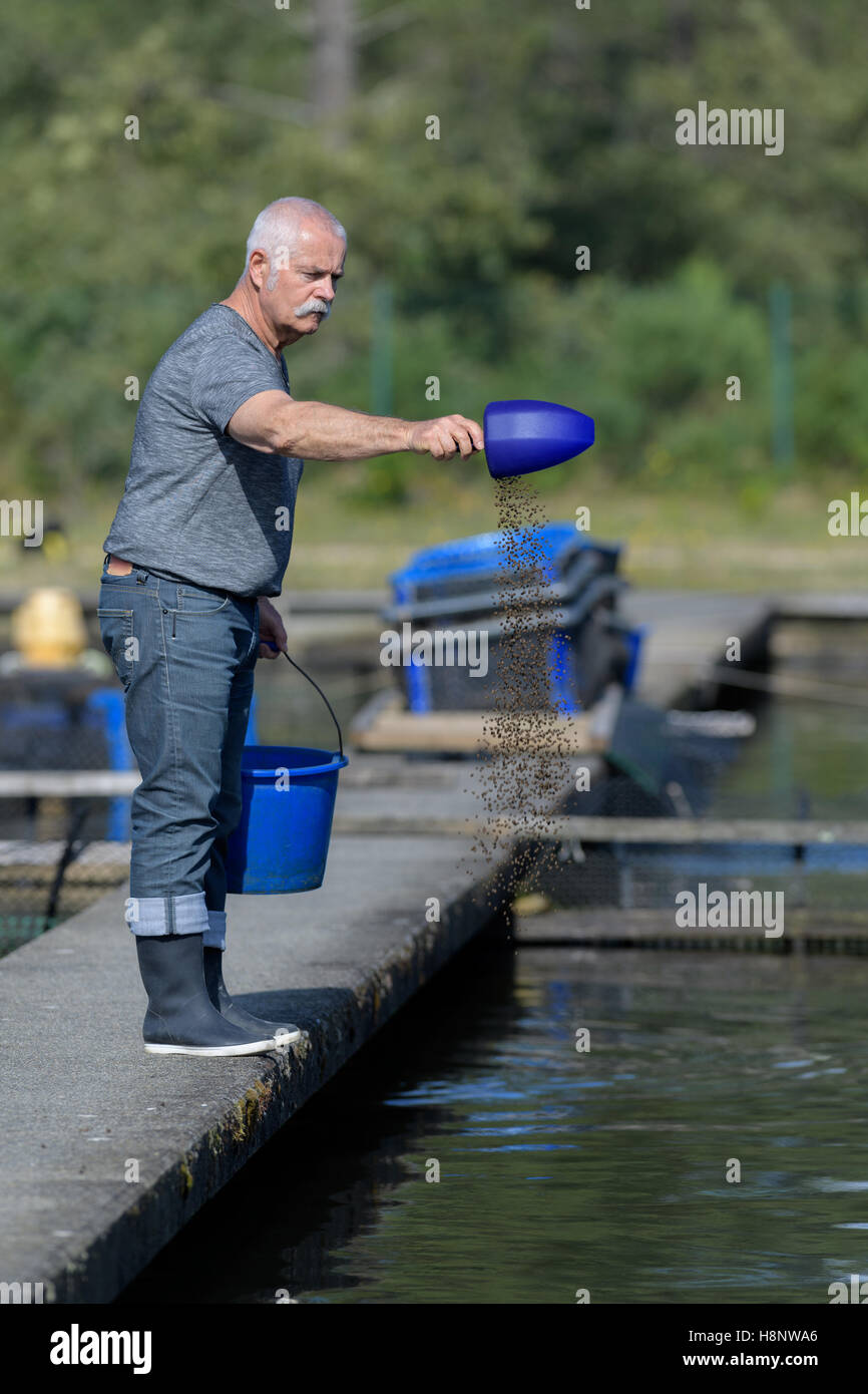 senior man feeding sturgeon fish in caviar farm Stock Photo - Alamy