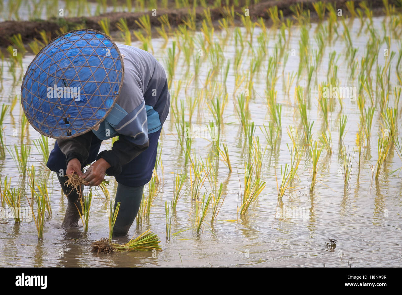 Thai farmer village hi-res stock photography and images - Alamy