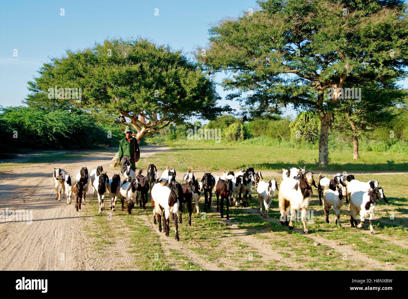 Bagan, Myanmar - November 12, 2014. Goatherd and goats on the plain of ...