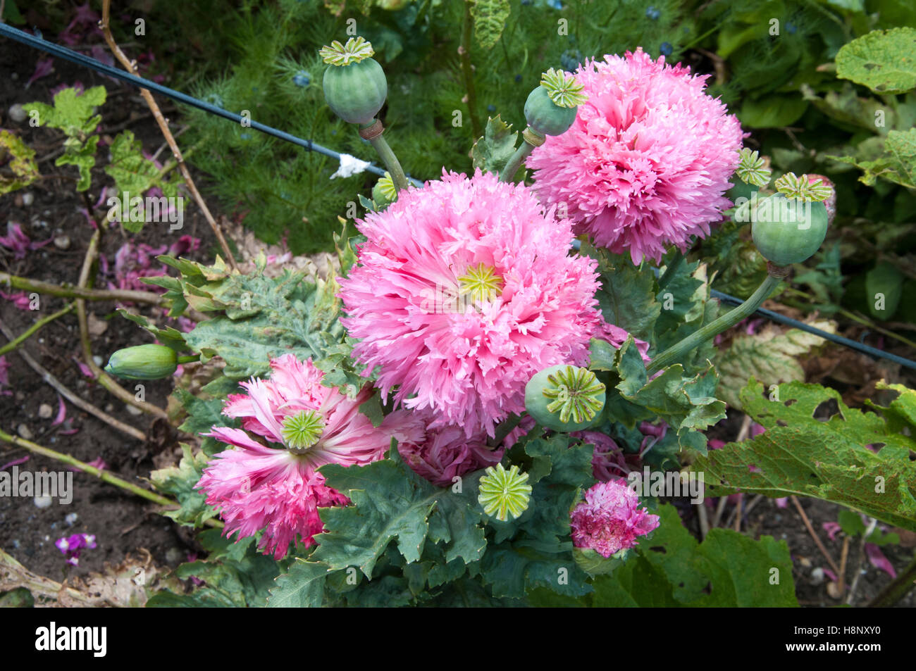 French flounce poppies flourishing in Queenscliff on the Bellarine ...