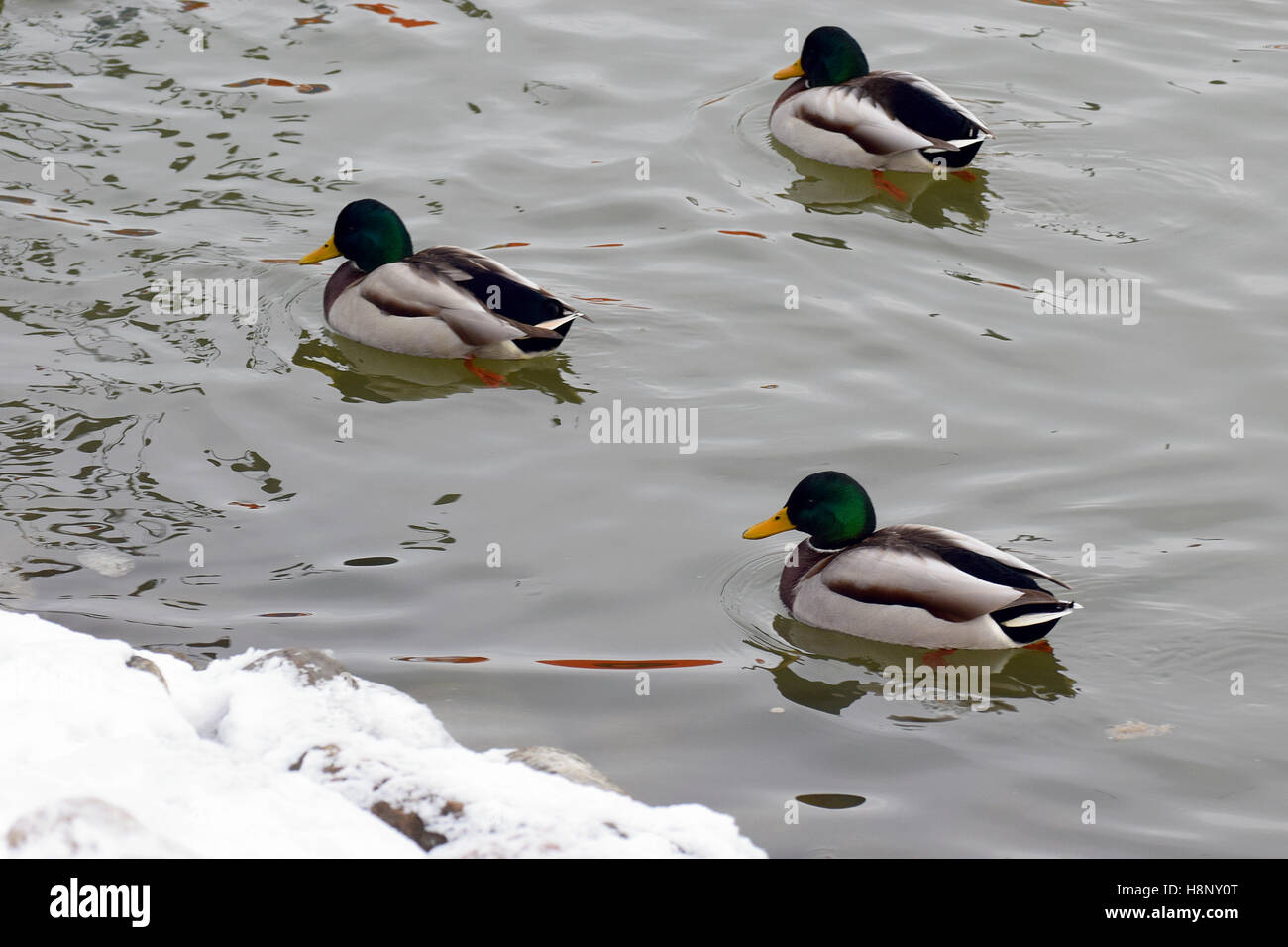 Three male mallards swimming in river on winter Stock Photo - Alamy