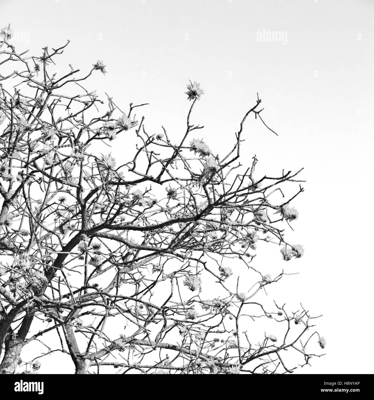 Kafferboom Black and White Stock Photos & Images - Alamy