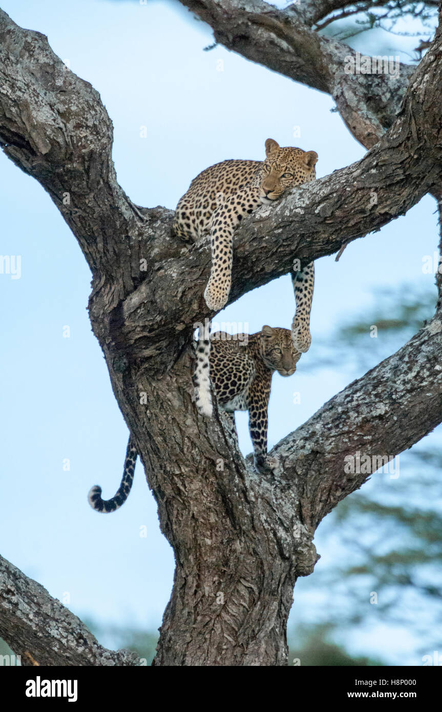 Male and female leopard hi-res stock photography and images - Alamy