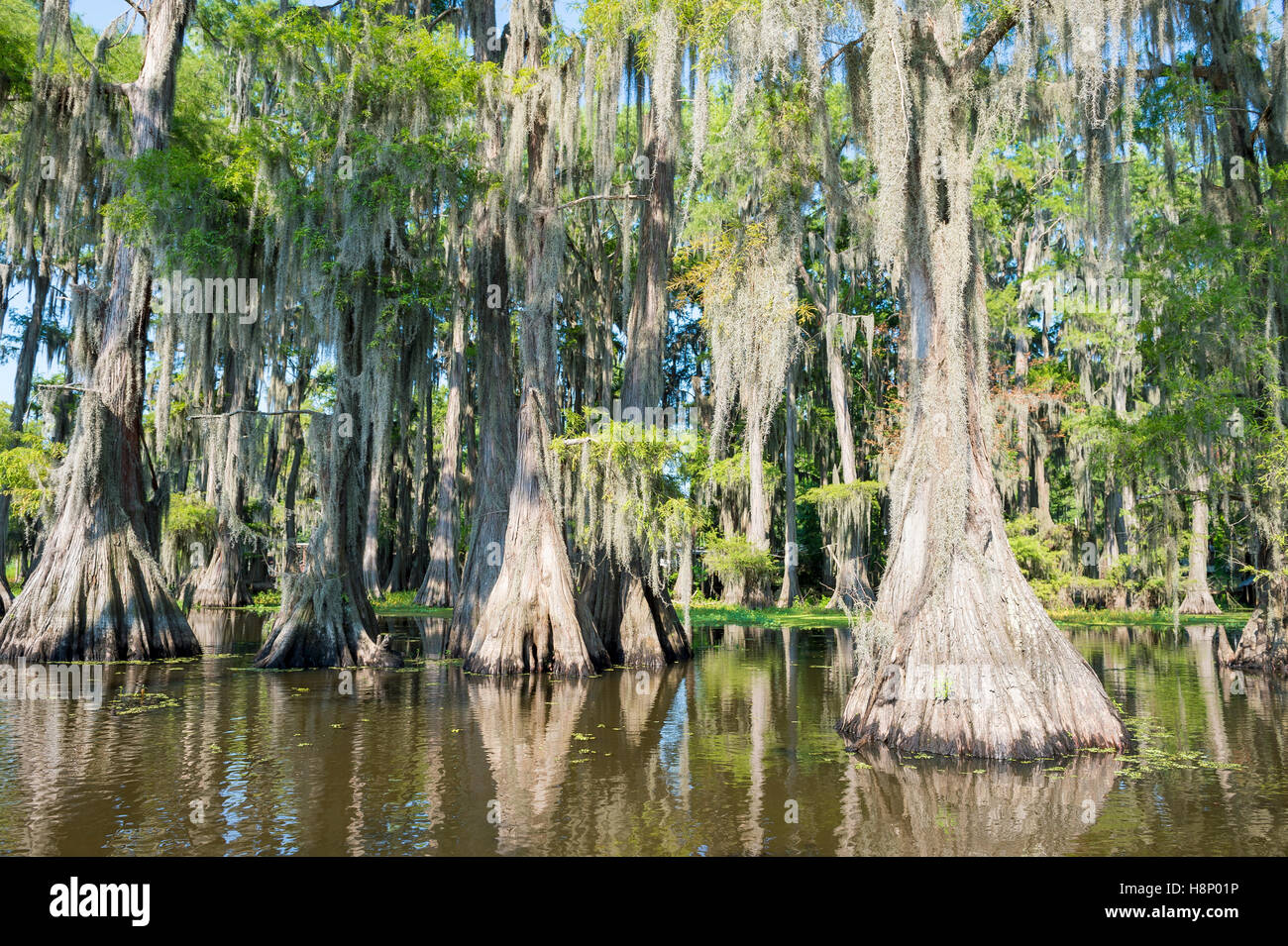 Bayou Cypress Tree