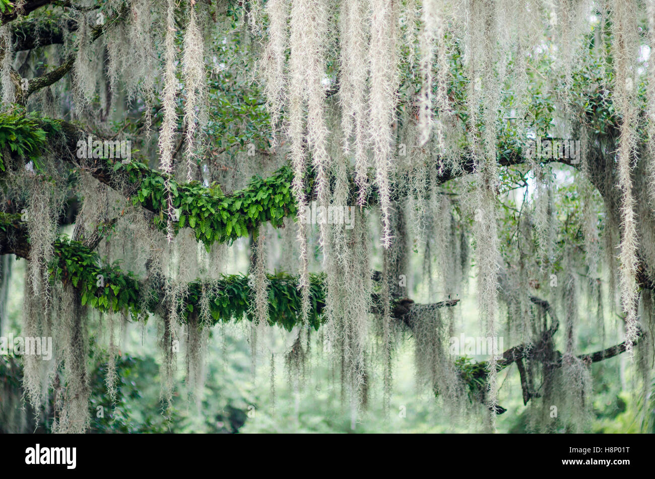 Romantic view of Spanish moss hanging from the branches of a mighty oak ...