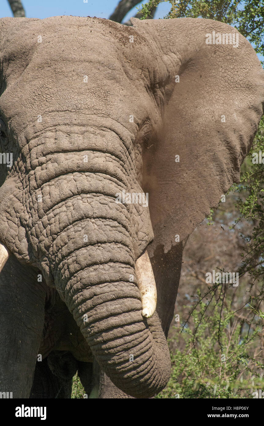 Bull Dust High Resolution Stock Photography and Images - Alamy