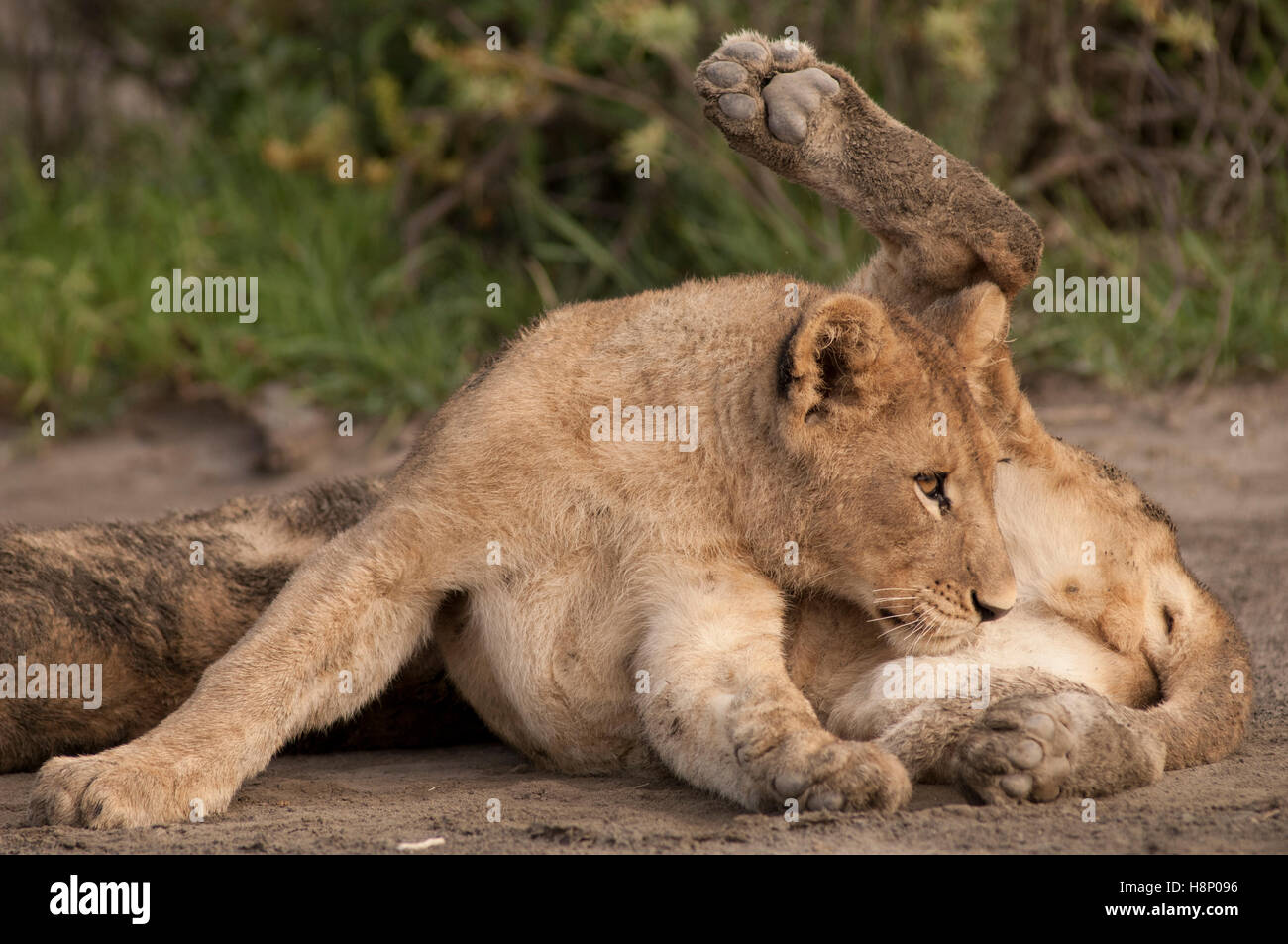 Lion legs hi-res stock photography and images - Alamy