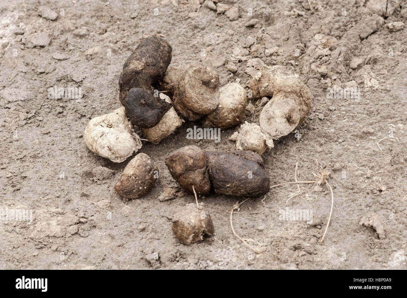 Lion droppings (Panthera leo), Ndutu, Ngorongoro Conservation Area ...