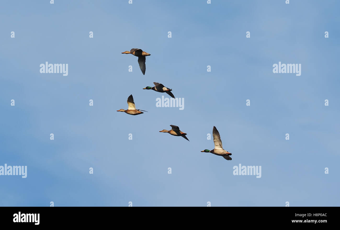 duck in flight Stock Photo - Alamy