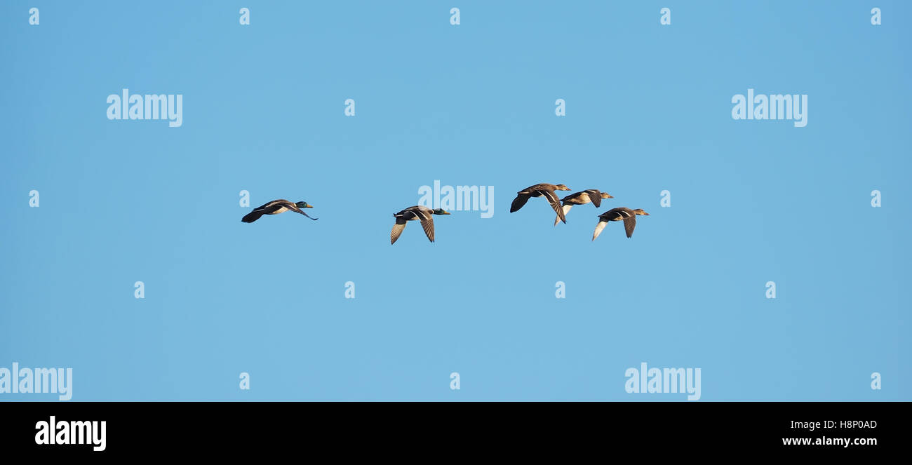 duck in flight Stock Photo - Alamy