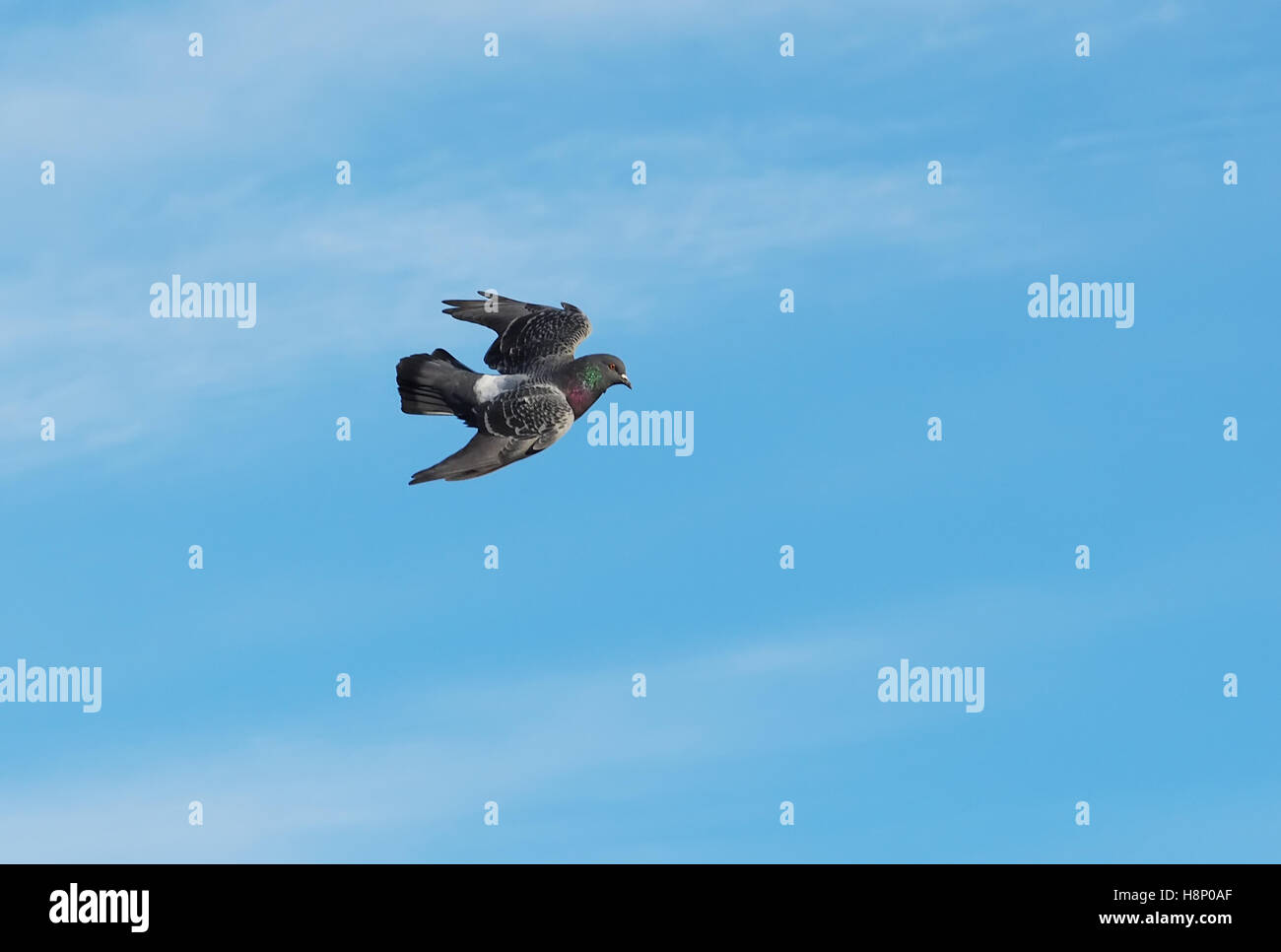 pigeon in flight Stock Photo - Alamy