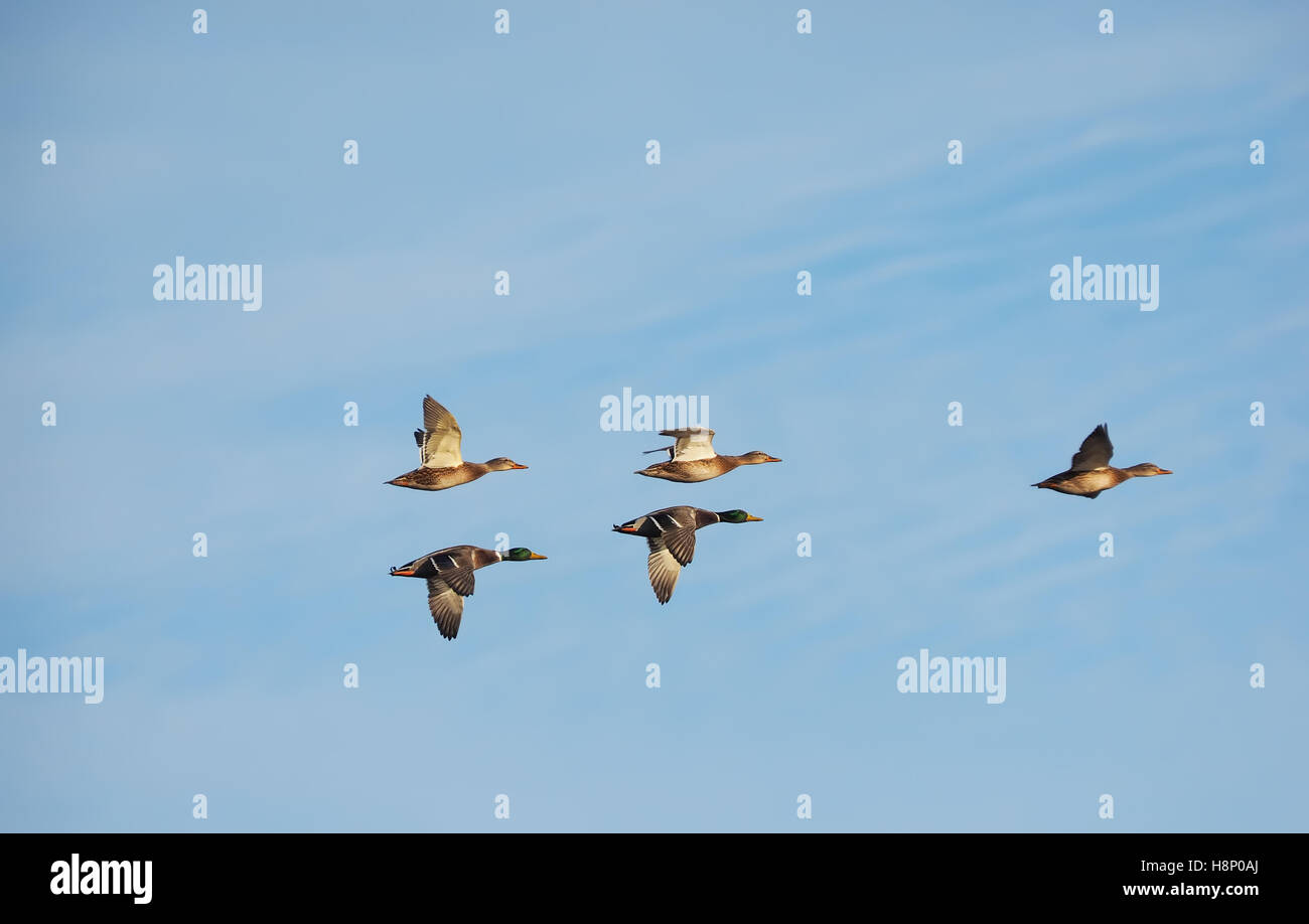 duck in flight Stock Photo - Alamy