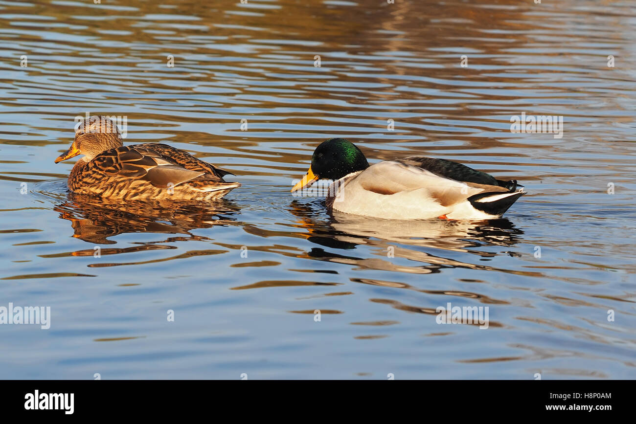 duck on the lake Stock Photo - Alamy