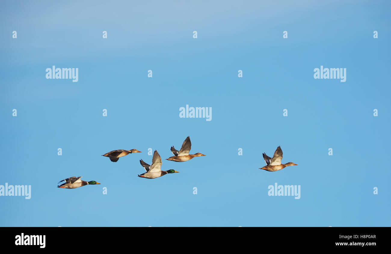 duck in flight Stock Photo - Alamy