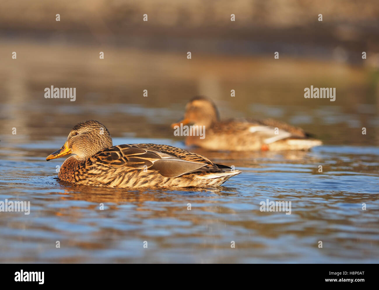 duck on the lake Stock Photo - Alamy