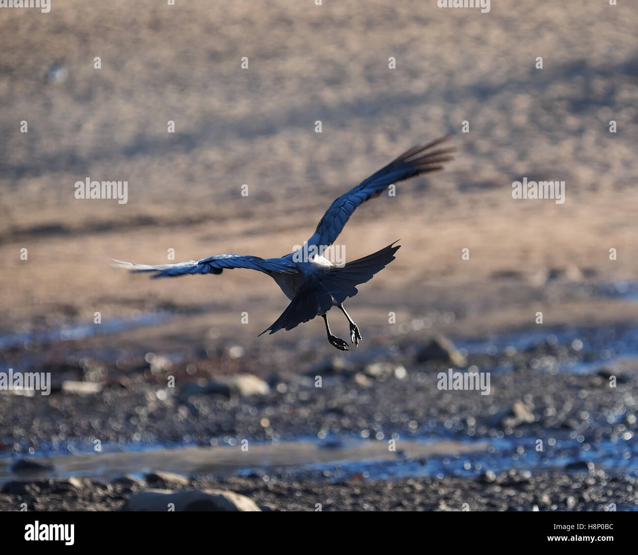 crow in flight Stock Photo - Alamy