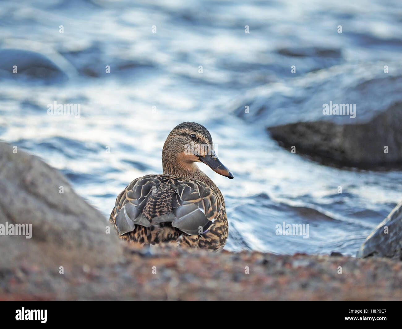 duck on the lake Stock Photo - Alamy