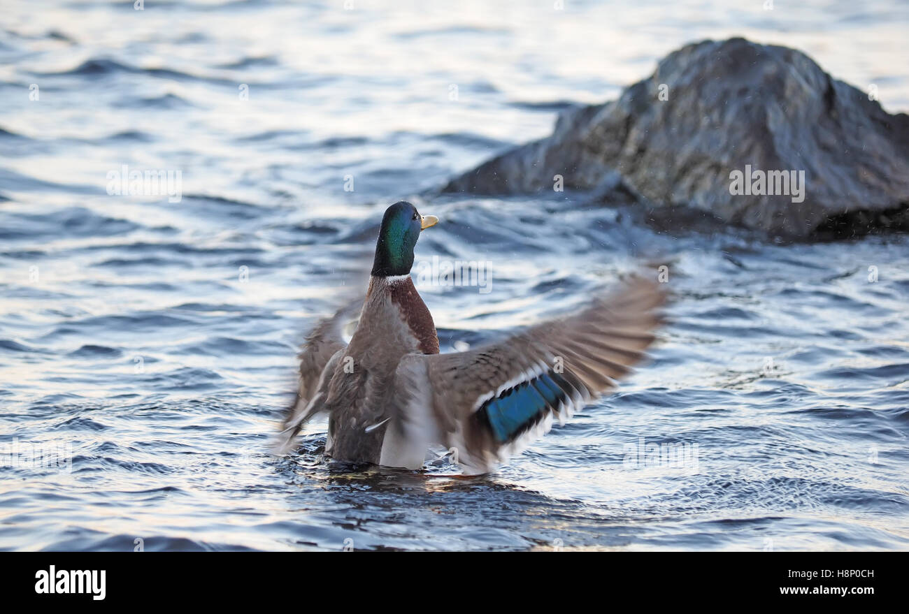 duck on the lake Stock Photo - Alamy