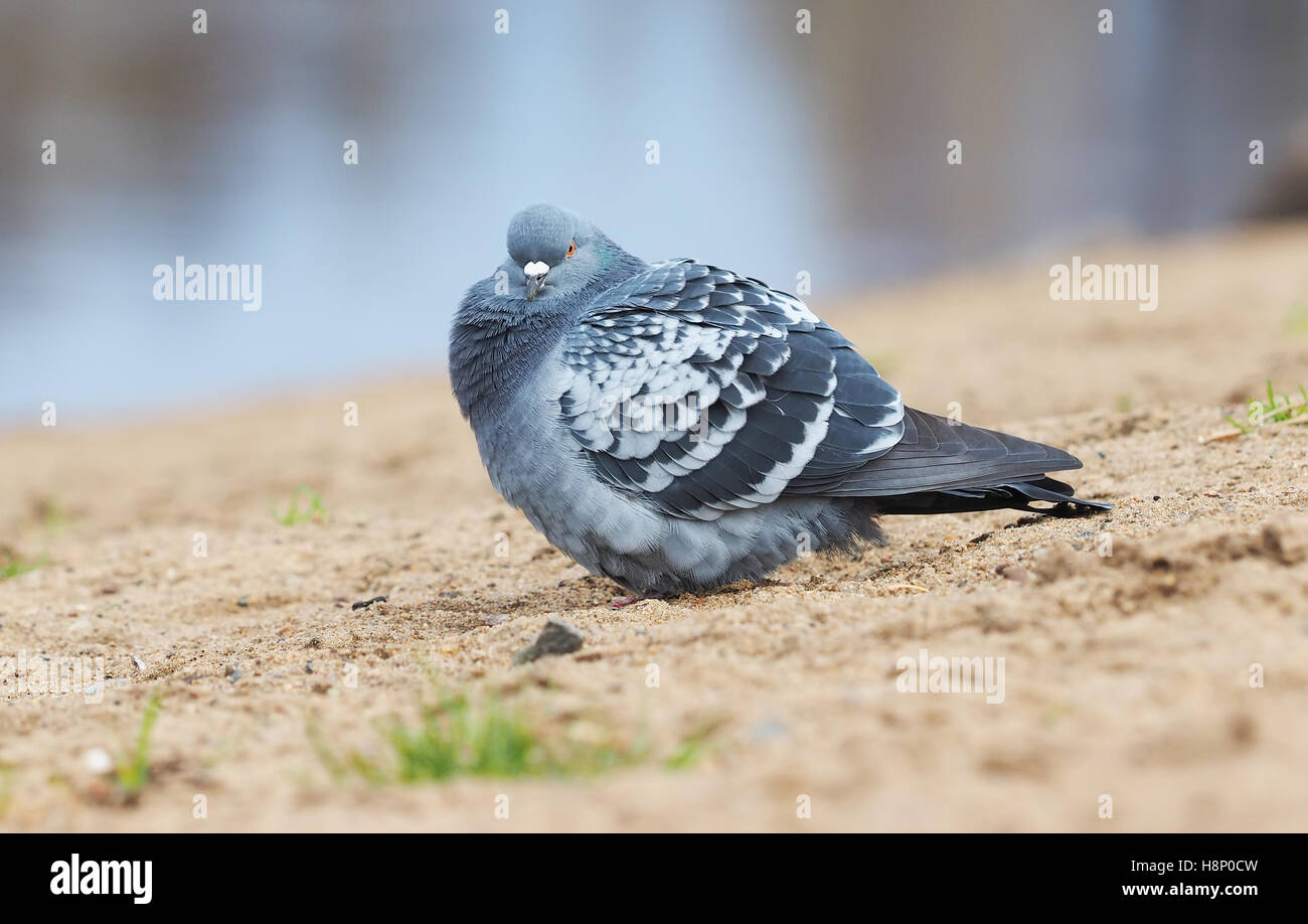 Curios pigeon hi-res stock photography and images - Alamy