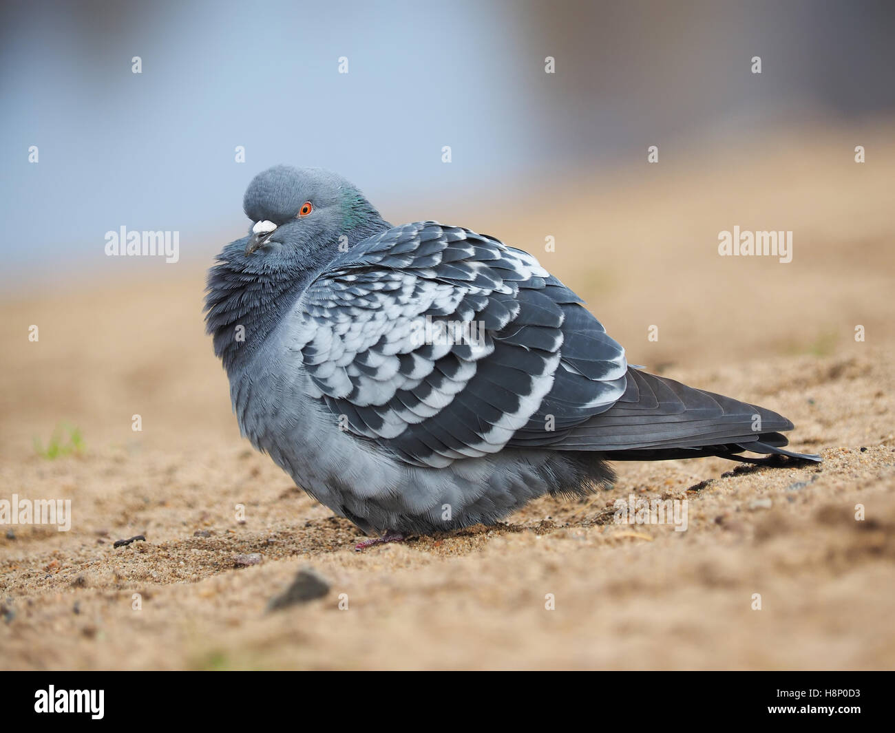 Curios pigeon hi-res stock photography and images - Alamy