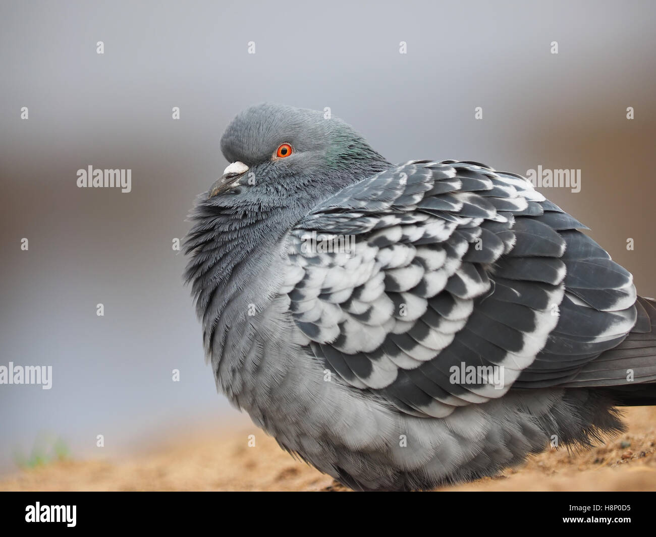 Curios pigeon hi-res stock photography and images - Alamy