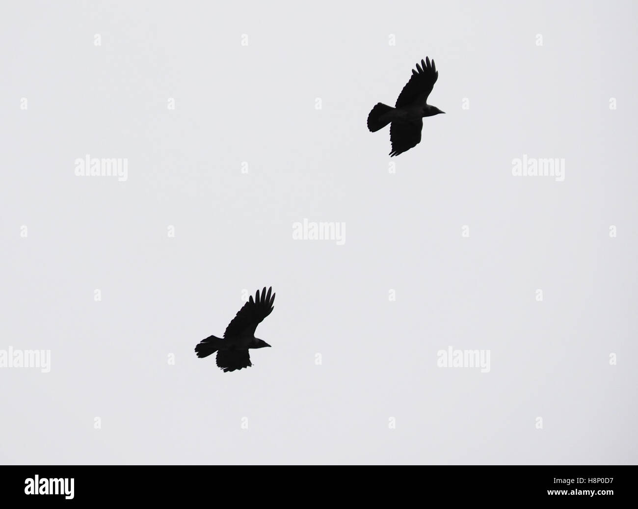 crow in flight Stock Photo - Alamy