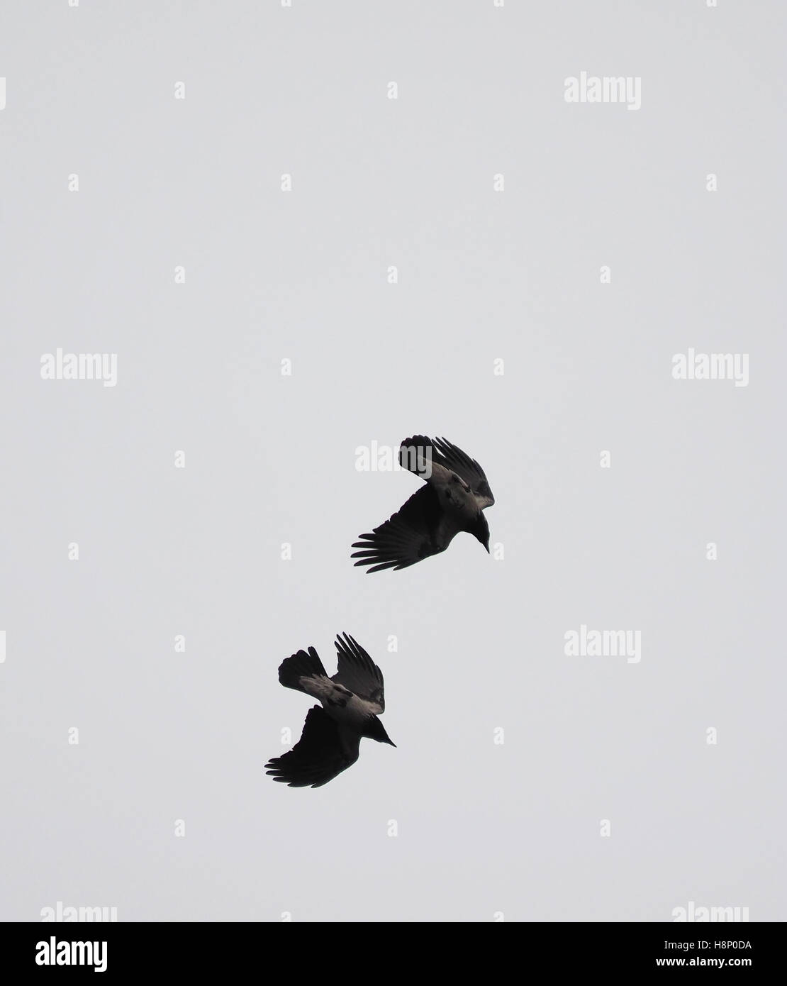 crow in flight Stock Photo - Alamy