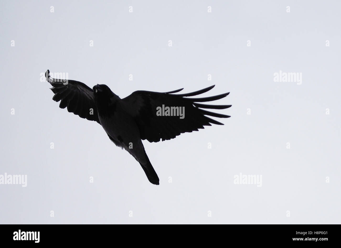 crow in flight Stock Photo - Alamy