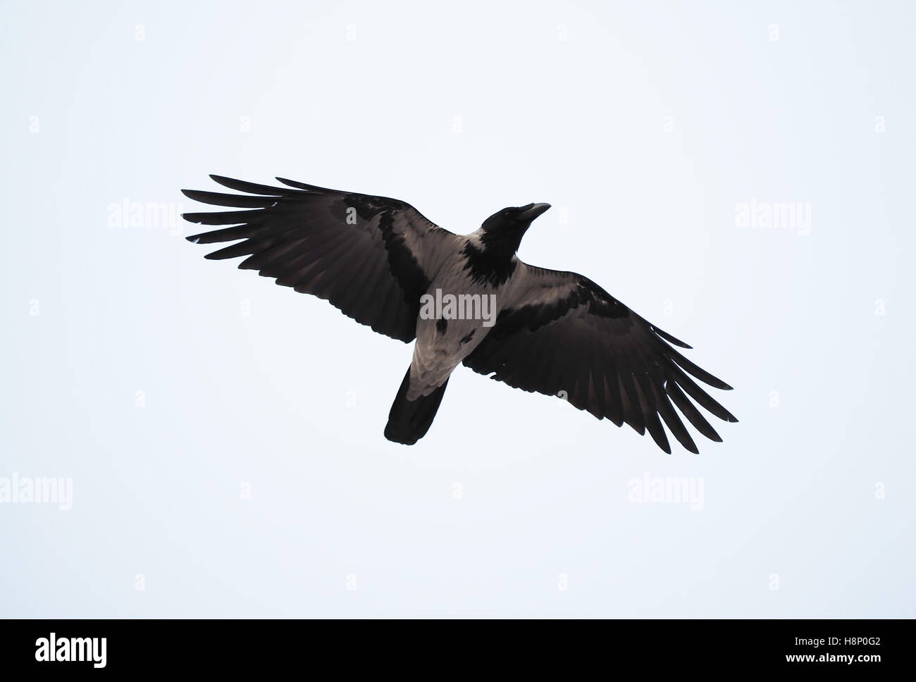 crow in flight Stock Photo - Alamy