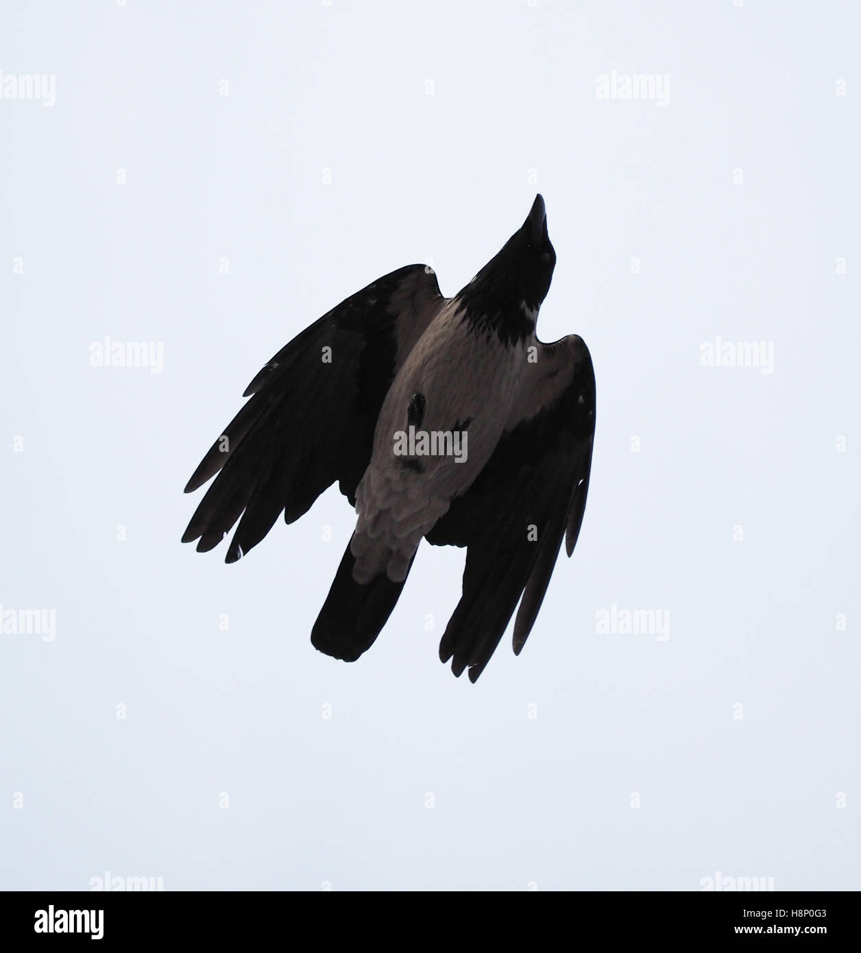 crow in flight Stock Photo - Alamy