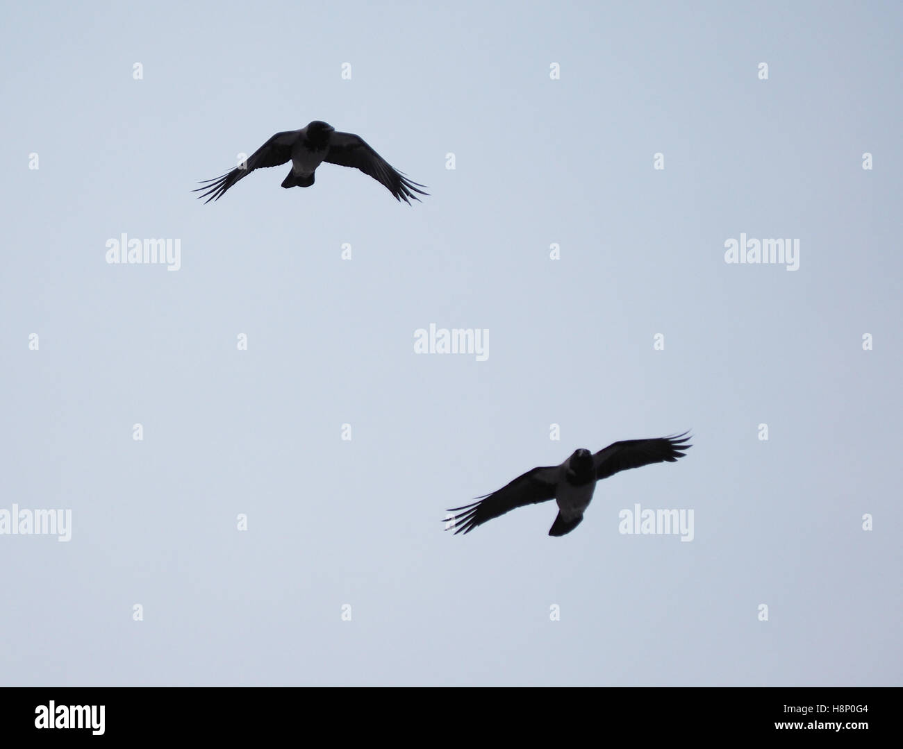 crow in flight Stock Photo - Alamy