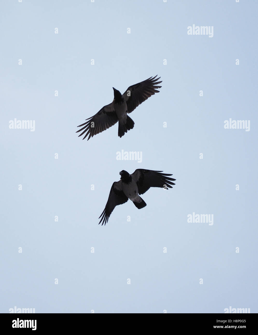 crow in flight Stock Photo - Alamy