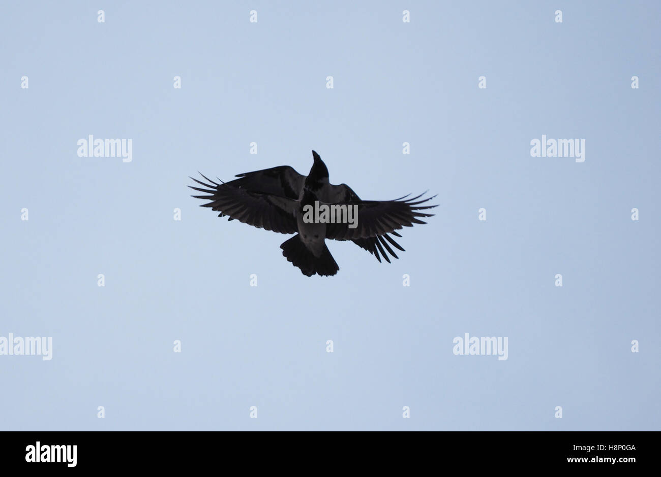 crow in flight Stock Photo - Alamy