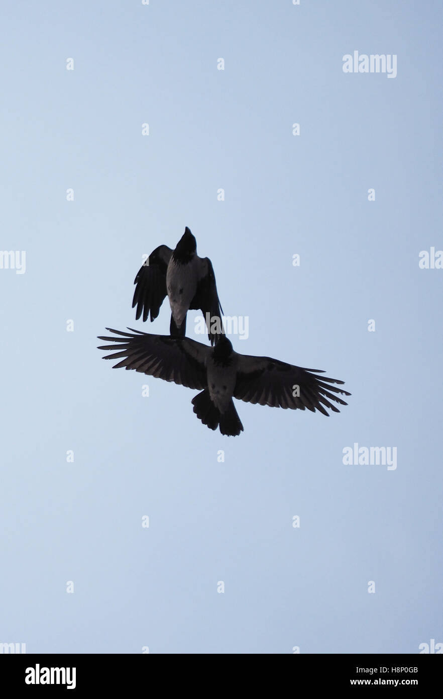 crow in flight Stock Photo - Alamy