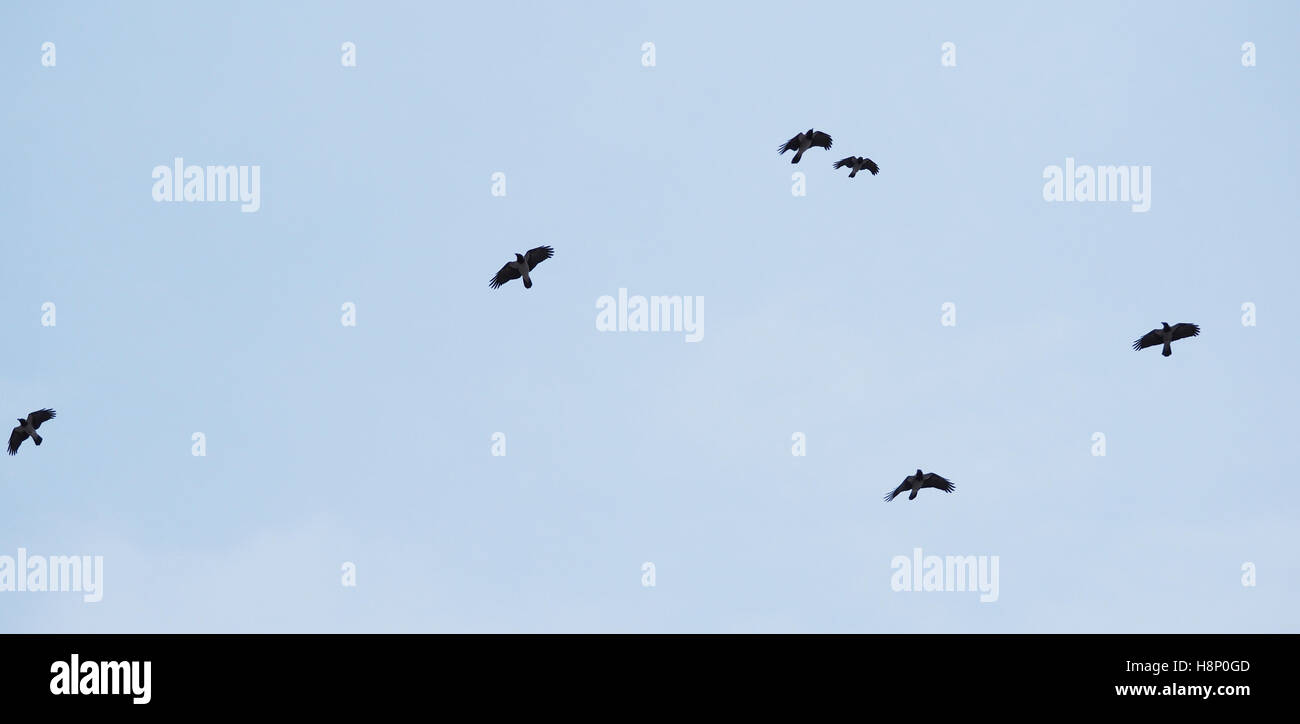 Raven mid flight hi-res stock photography and images - Alamy