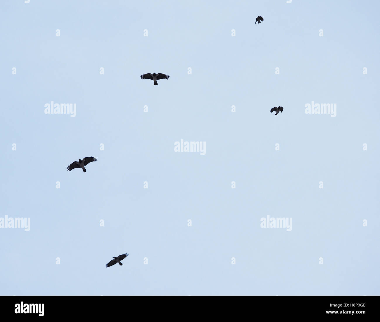 crow in flight Stock Photo - Alamy