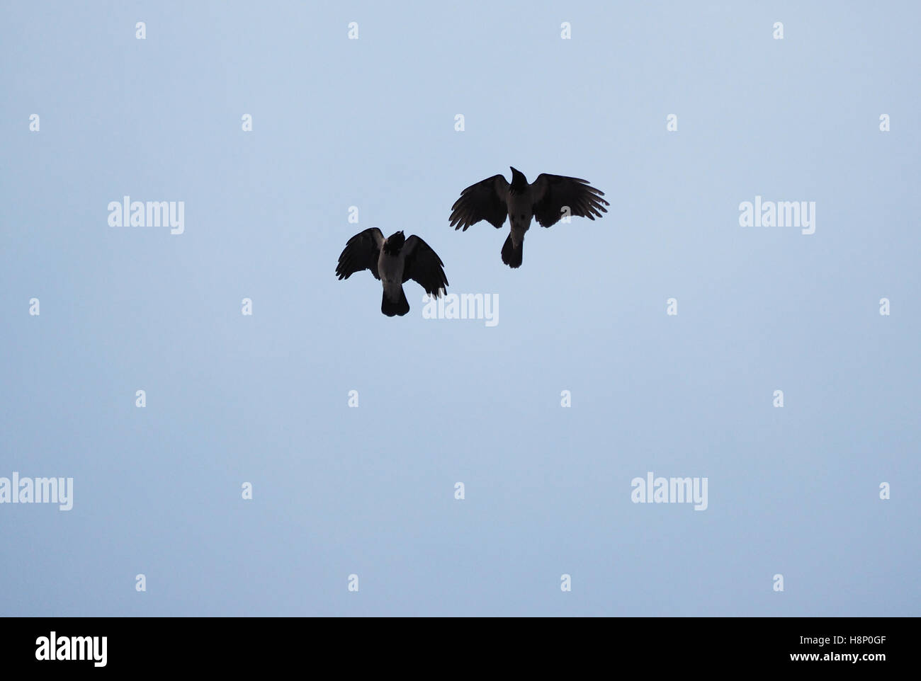 crow in flight Stock Photo - Alamy