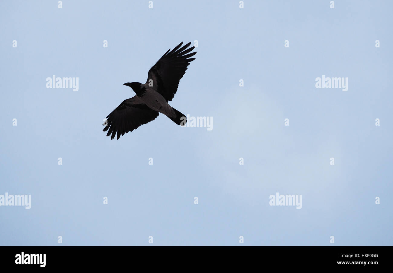 crow in flight Stock Photo - Alamy