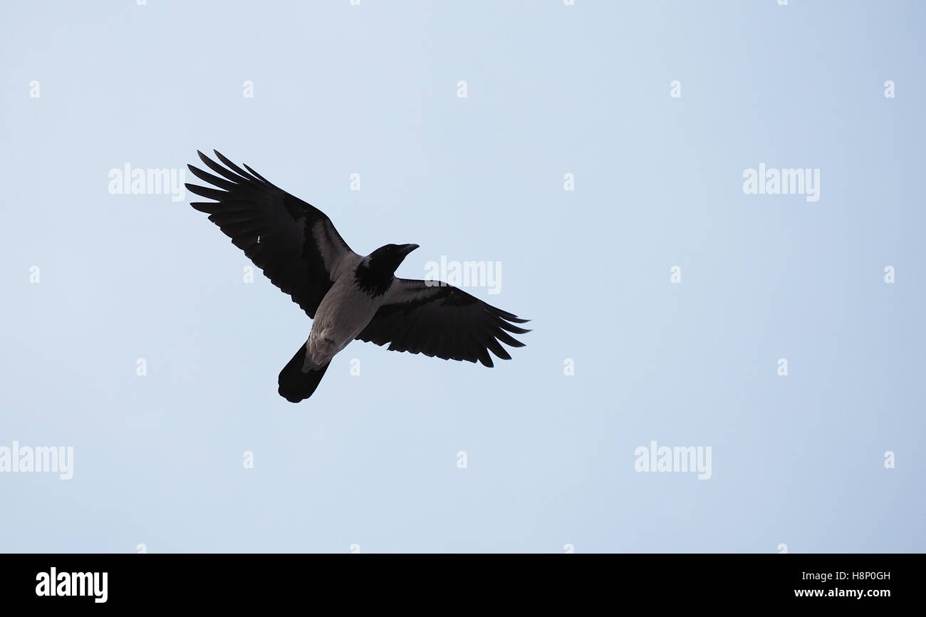 crow in flight Stock Photo - Alamy