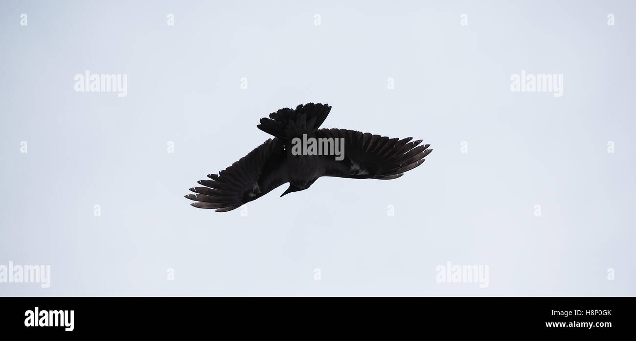 crow in flight Stock Photo - Alamy