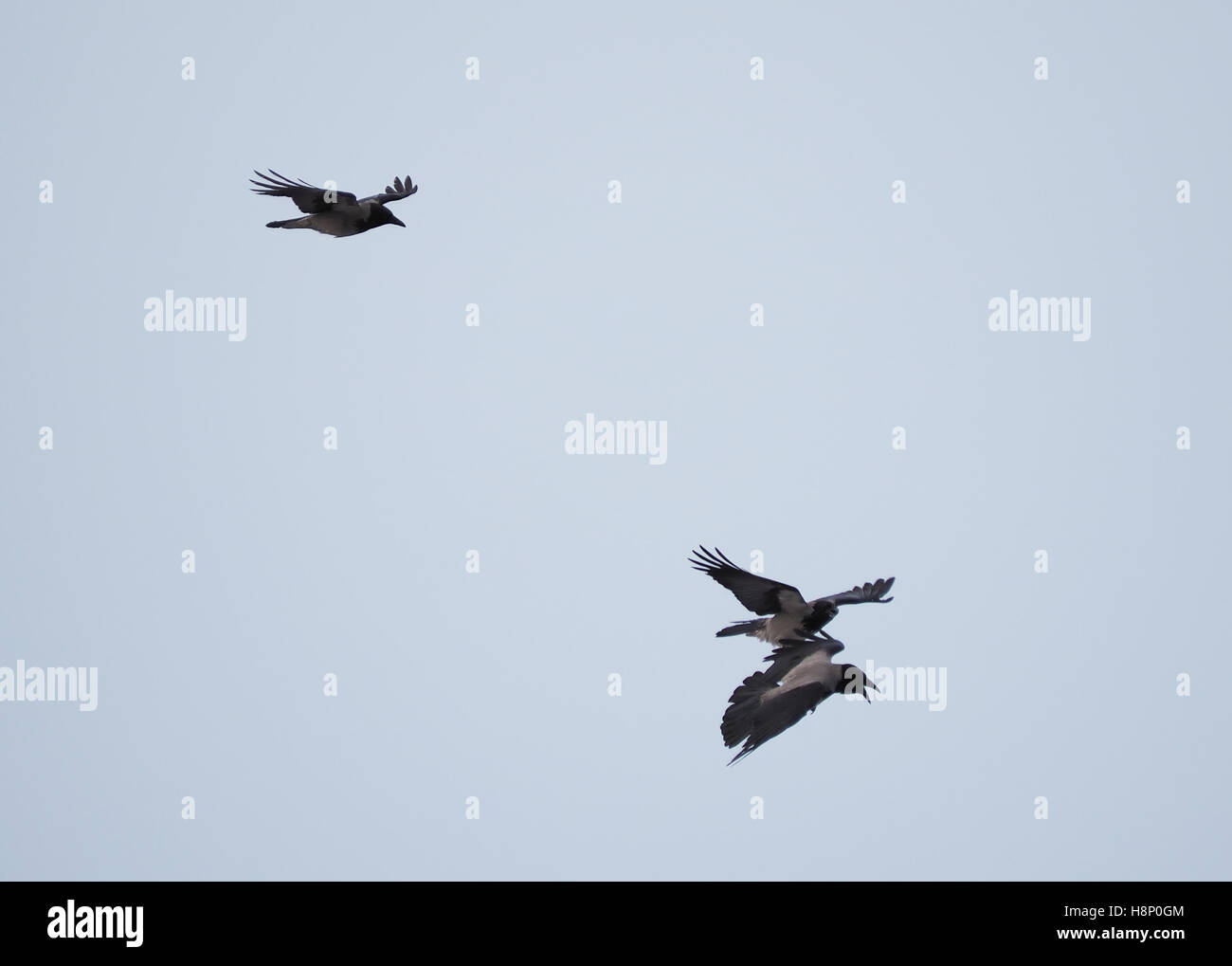 crow in flight Stock Photo - Alamy
