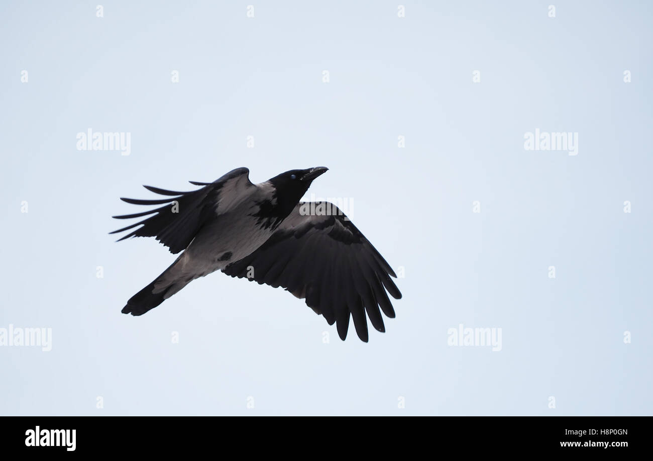 crow in flight Stock Photo - Alamy