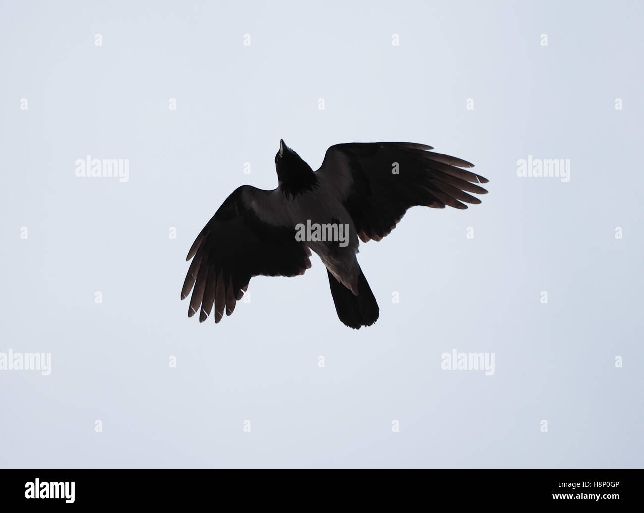 crow in flight Stock Photo - Alamy