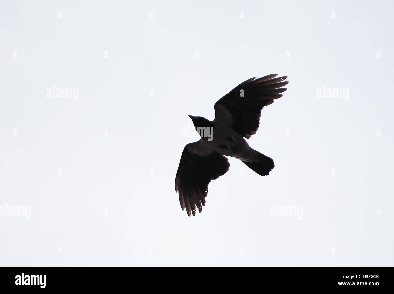 crow in flight Stock Photo - Alamy