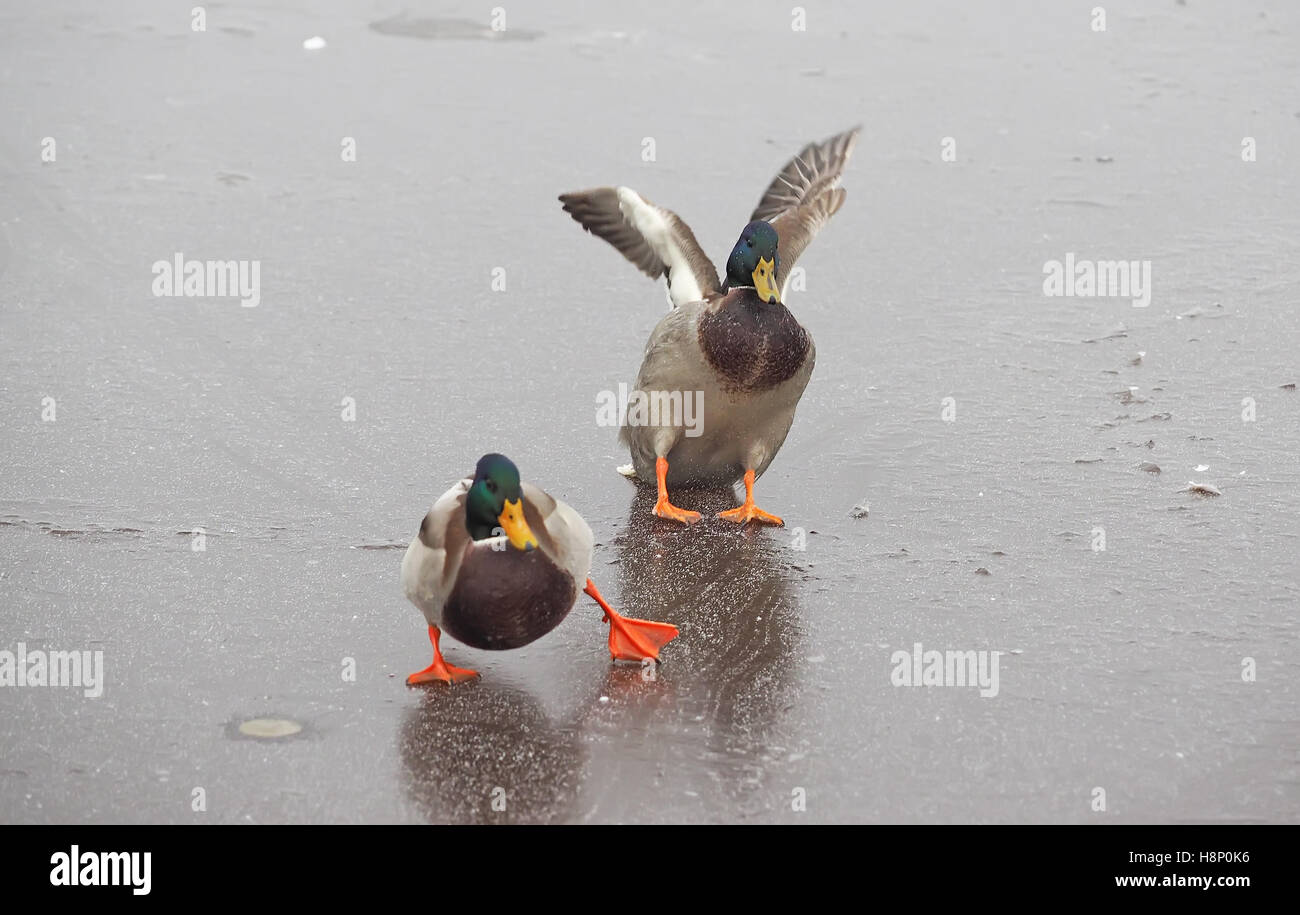ducks gliding on ice Stock Photo - Alamy
