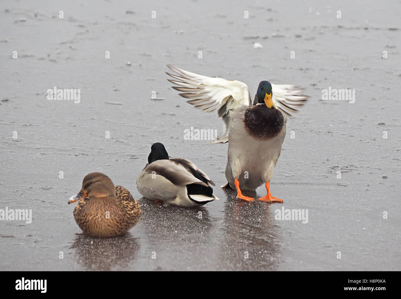 ducks gliding on ice Stock Photo - Alamy