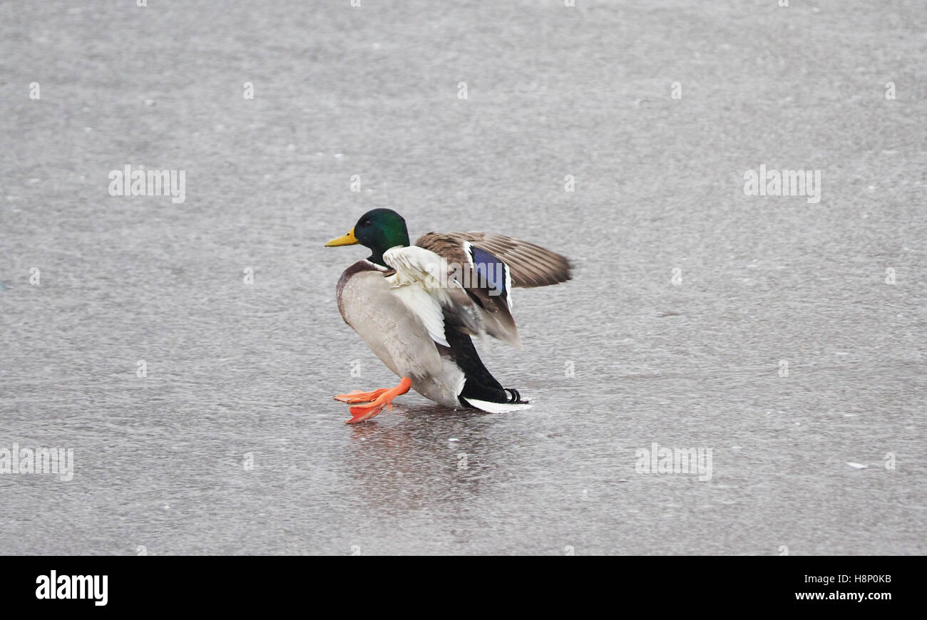 ducks gliding on ice Stock Photo - Alamy
