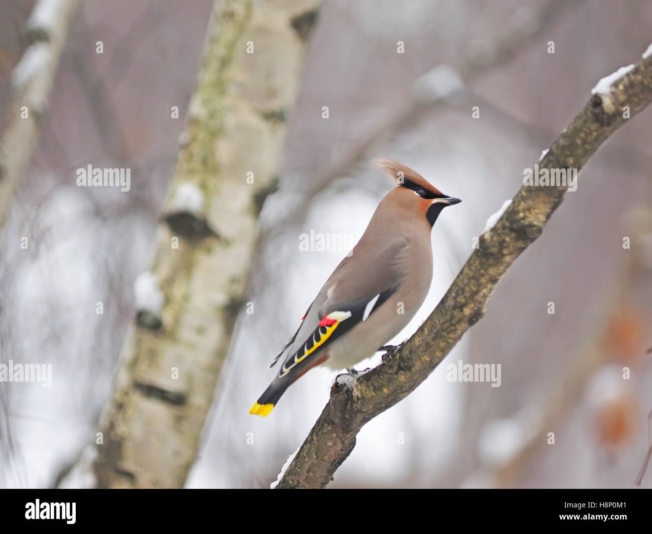 waxwings on branches Stock Photo - Alamy
