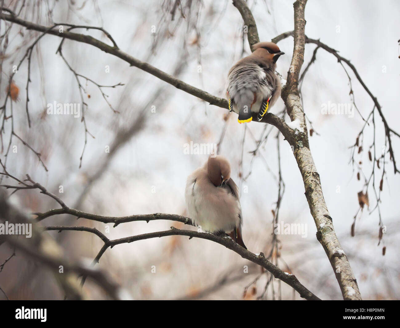 waxwings on branches Stock Photo - Alamy