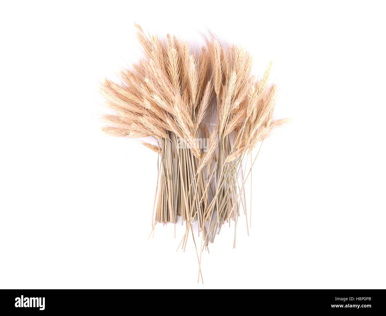 Wheat on a white background Stock Photo - Alamy
